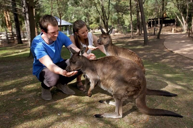 Wildlife Tours Melbourne & Victoria by MPT